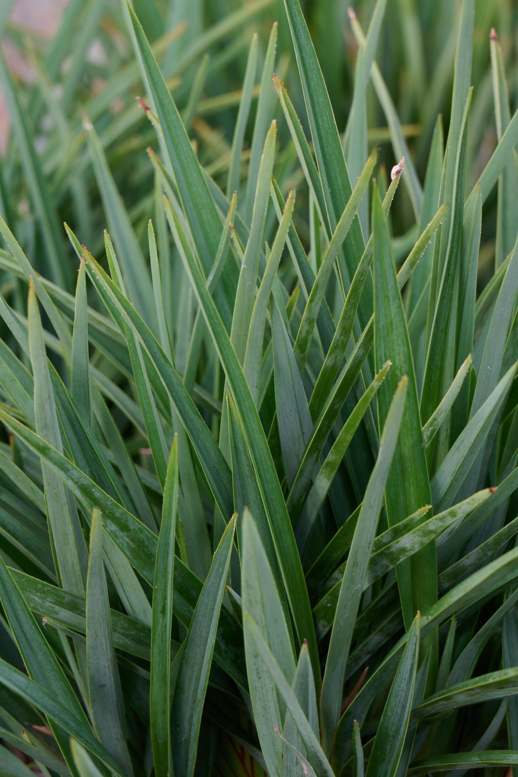 Little Rev™ Flax Lily, Dianella revoluta 'DR5000', Monrovia Plant
