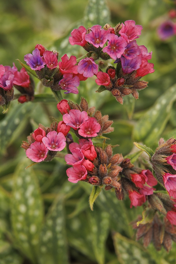 Raspberry Splash Lungwort, Pulmonaria longifolia 'Raspberry Splash'
