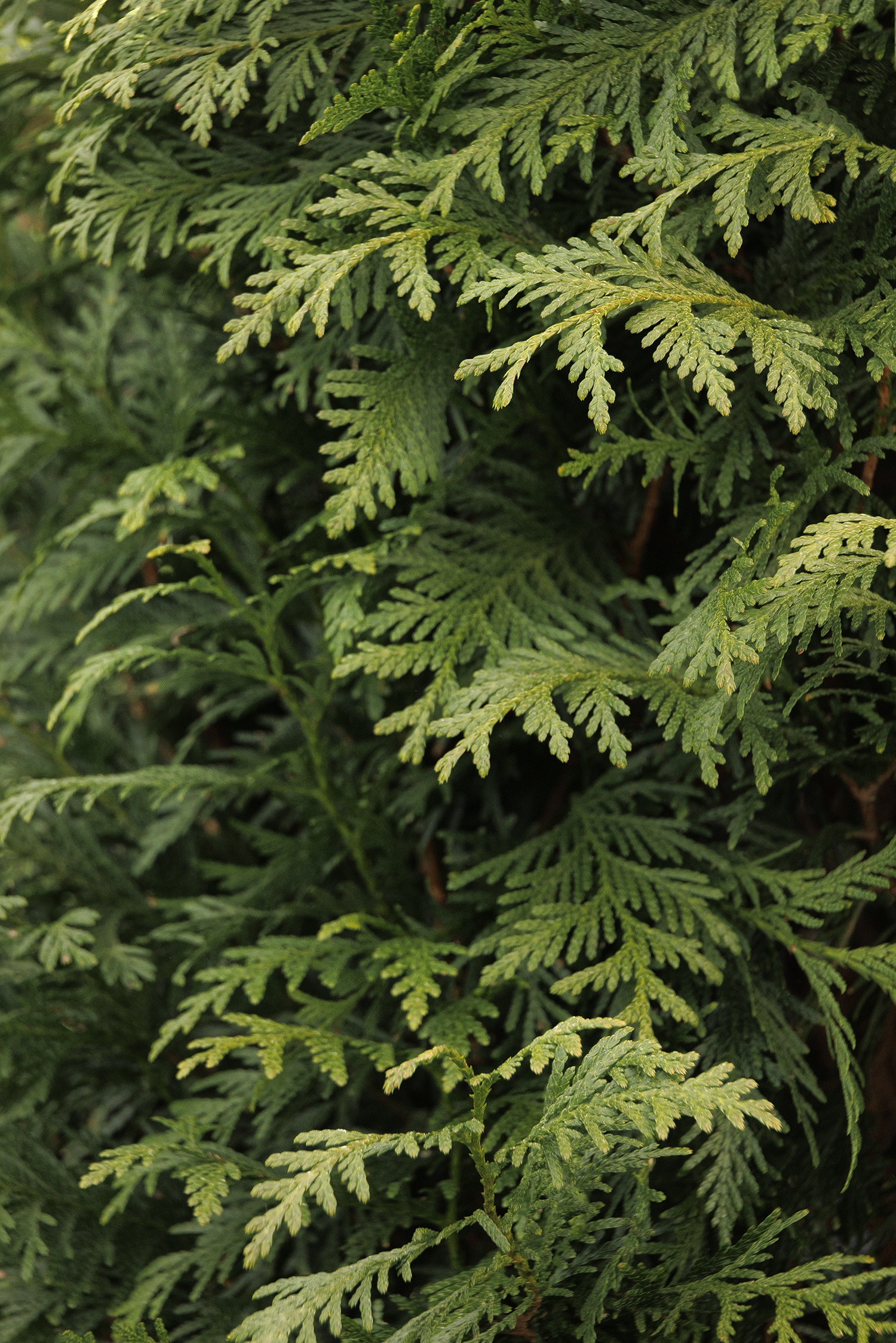 Green Giant Western Arborvitae, Thuja (standish x plicata) 'Green Giant'