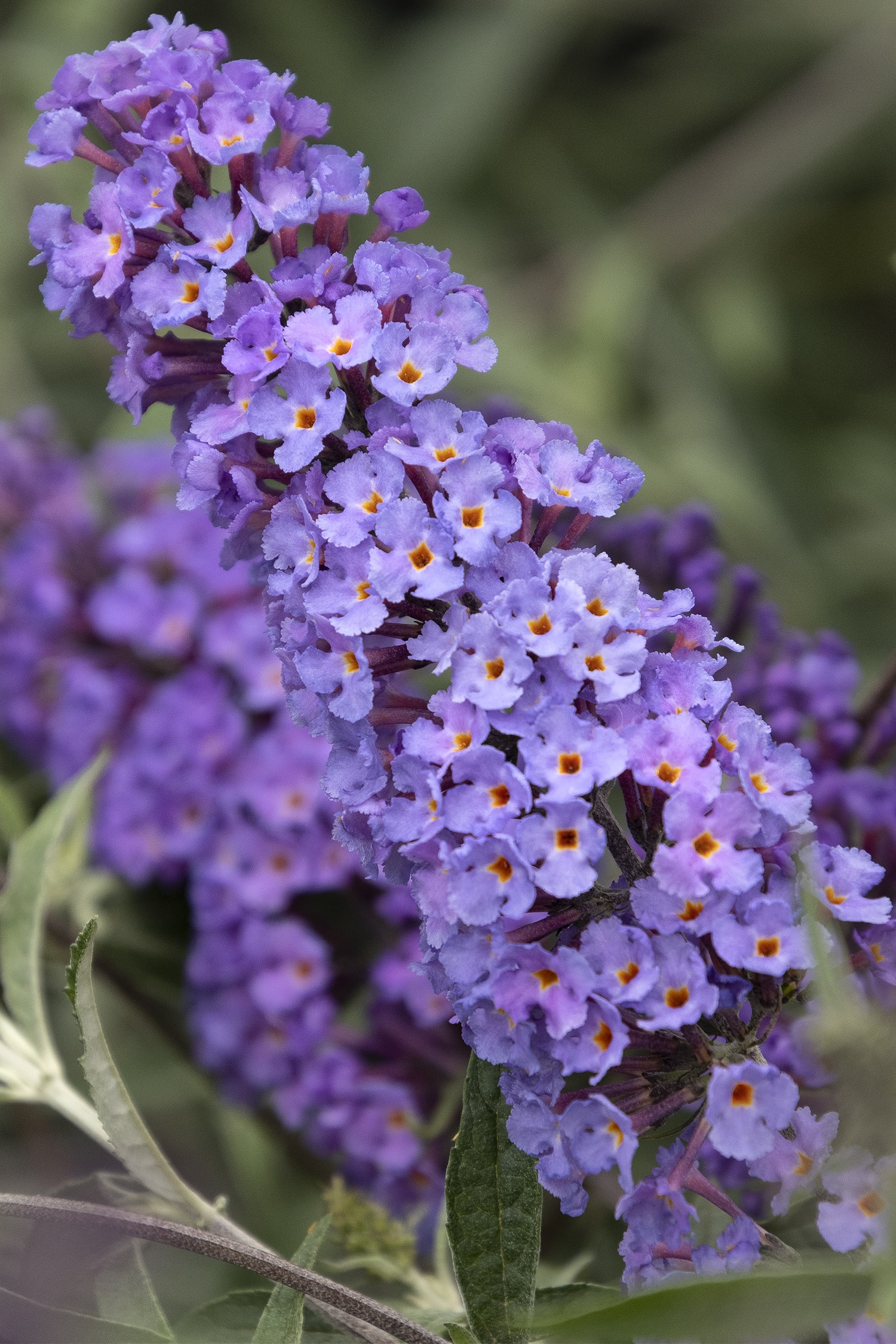 Petite Indigo® Dwarf Butterfly Bush, Monrovia Plant