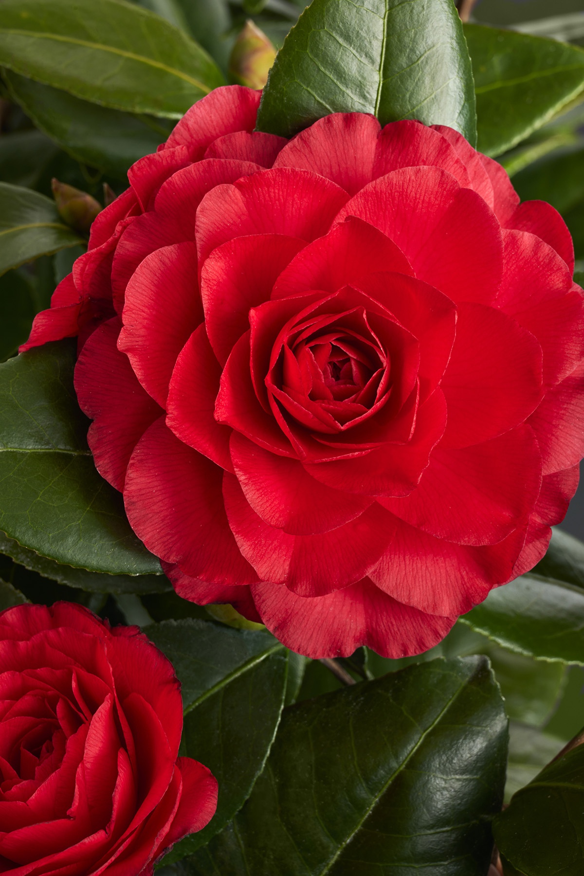 Nuccio's Bella Rossa Camellia, Camellia japonica 'Nuccio's Bella Rossa'