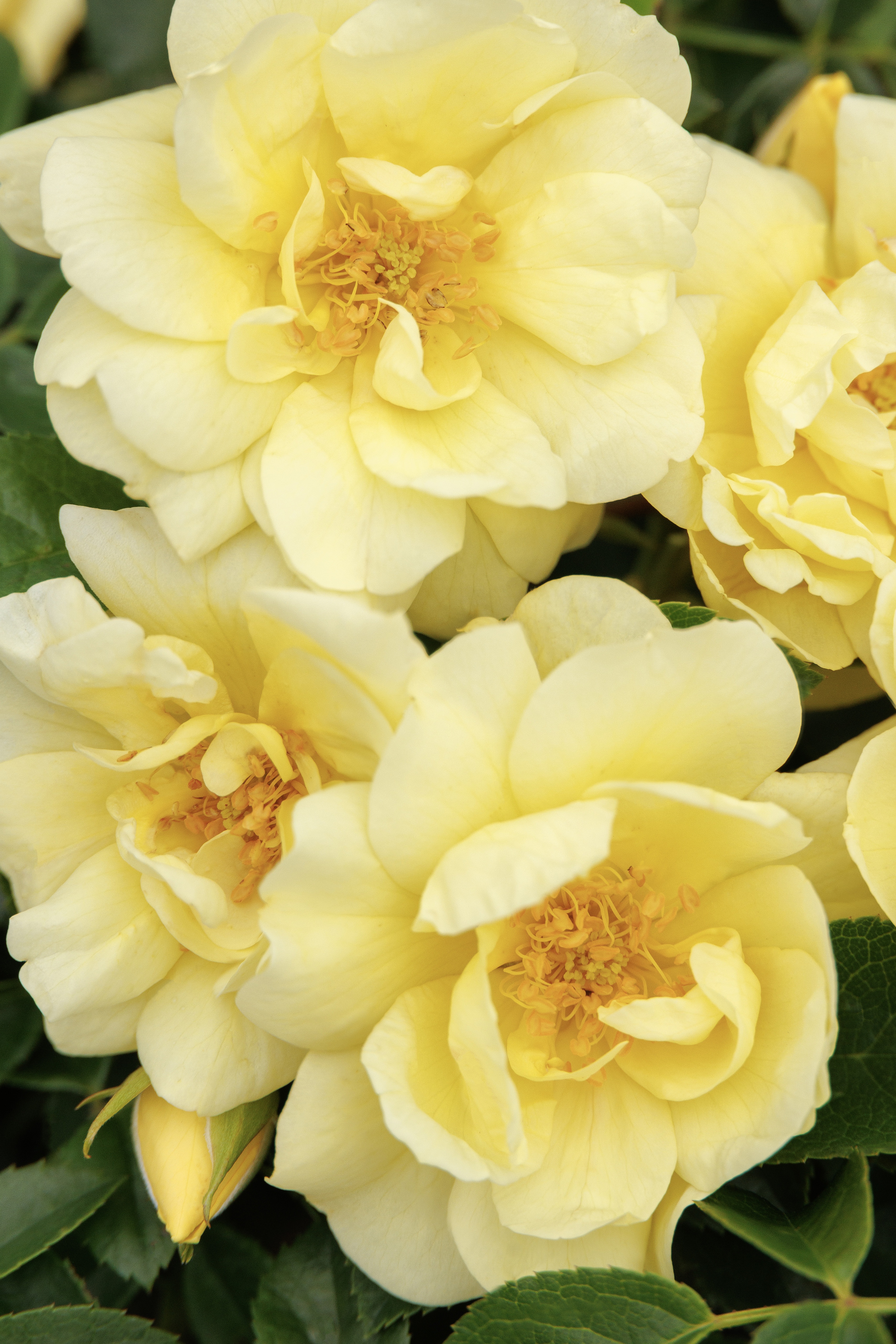 Flower Carpet® Yellow Rose, Rosa x 'Noalesa', Monrovia Plant