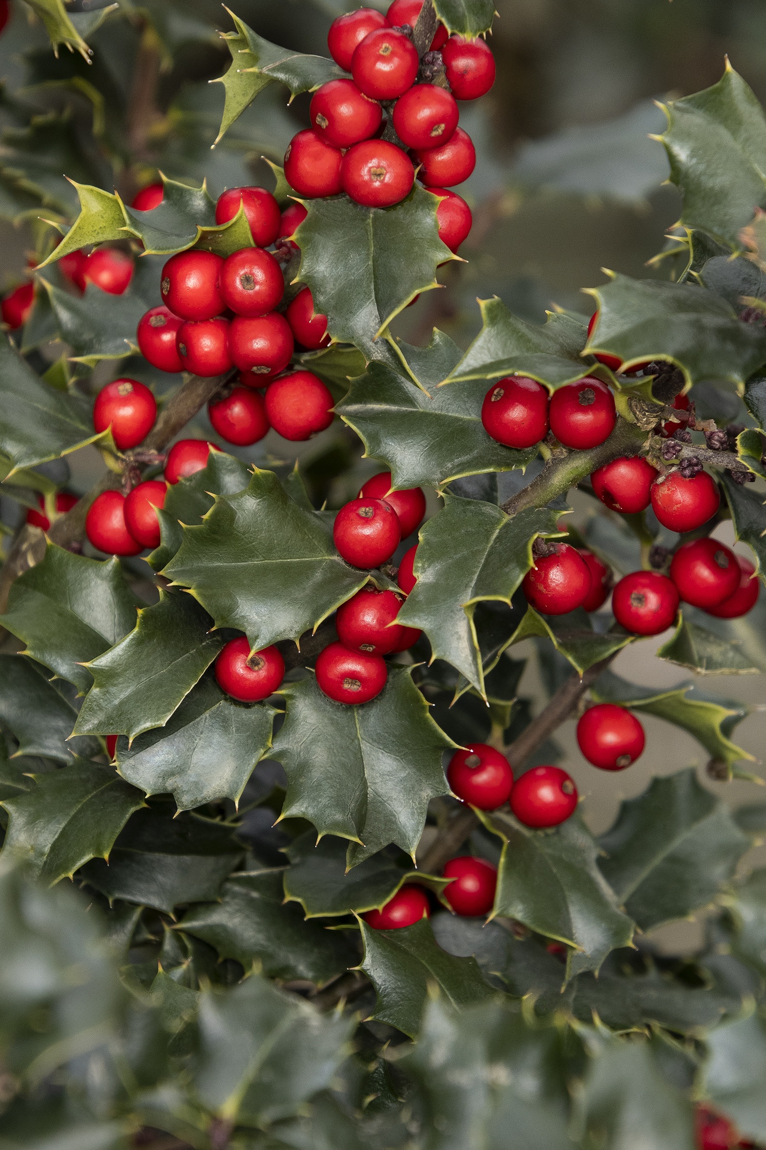 Red Beauty® Holly, Ilex x 'Rutzan' PP #14,750, Monrovia Plant