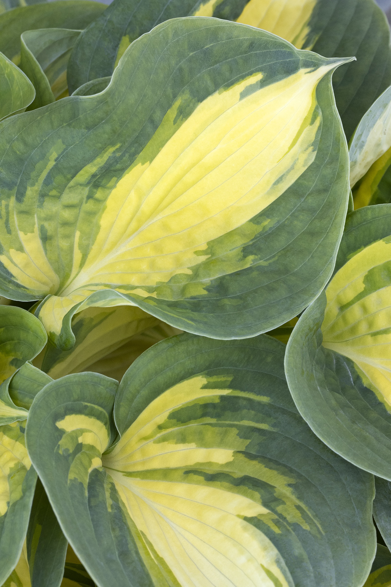 Great Expectations Hosta, Hosta x 'Great Expectations', Monrovia Plant