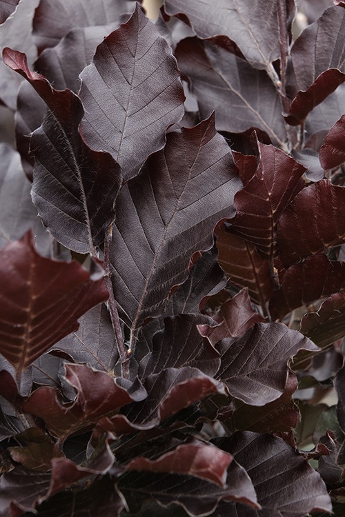 Red Obelisk European Beech, Fagus sylvatica 'Red Obelisk', Monrovia Plant