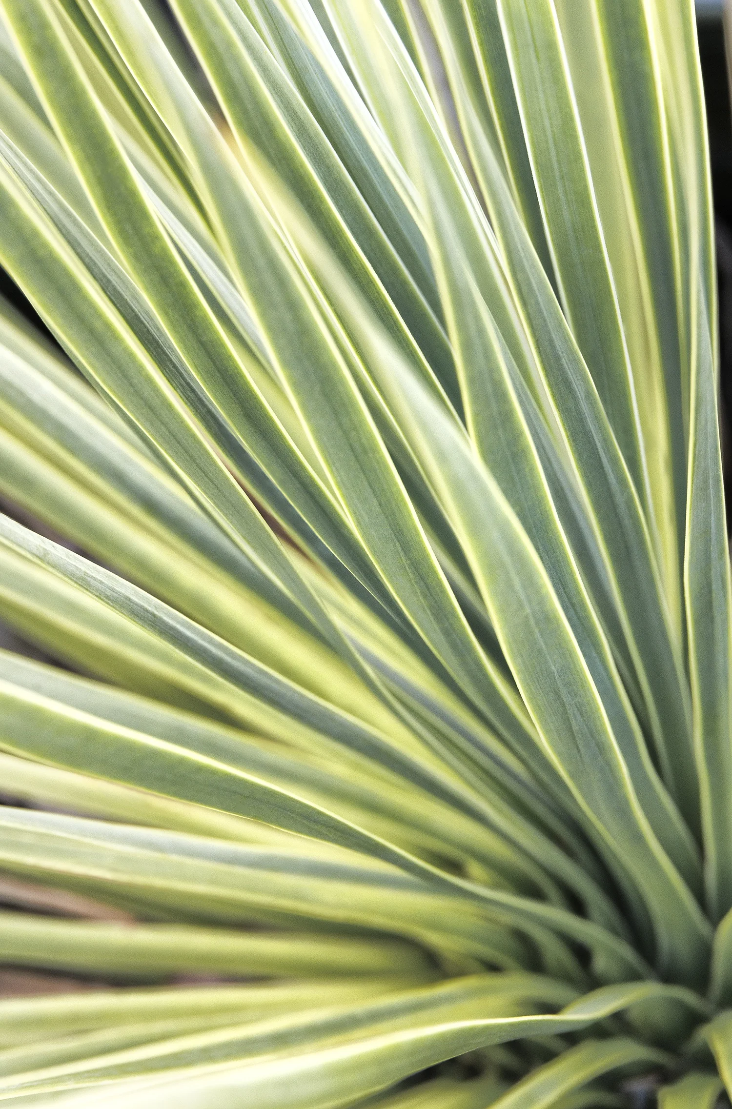 Sapphire Skies Beaked Blue Yucca, Yucca rostrata 'Sapphire Skies'