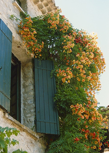 Yellow Trumpet Vine, Campsis radicans 'Flava', Monrovia Plant