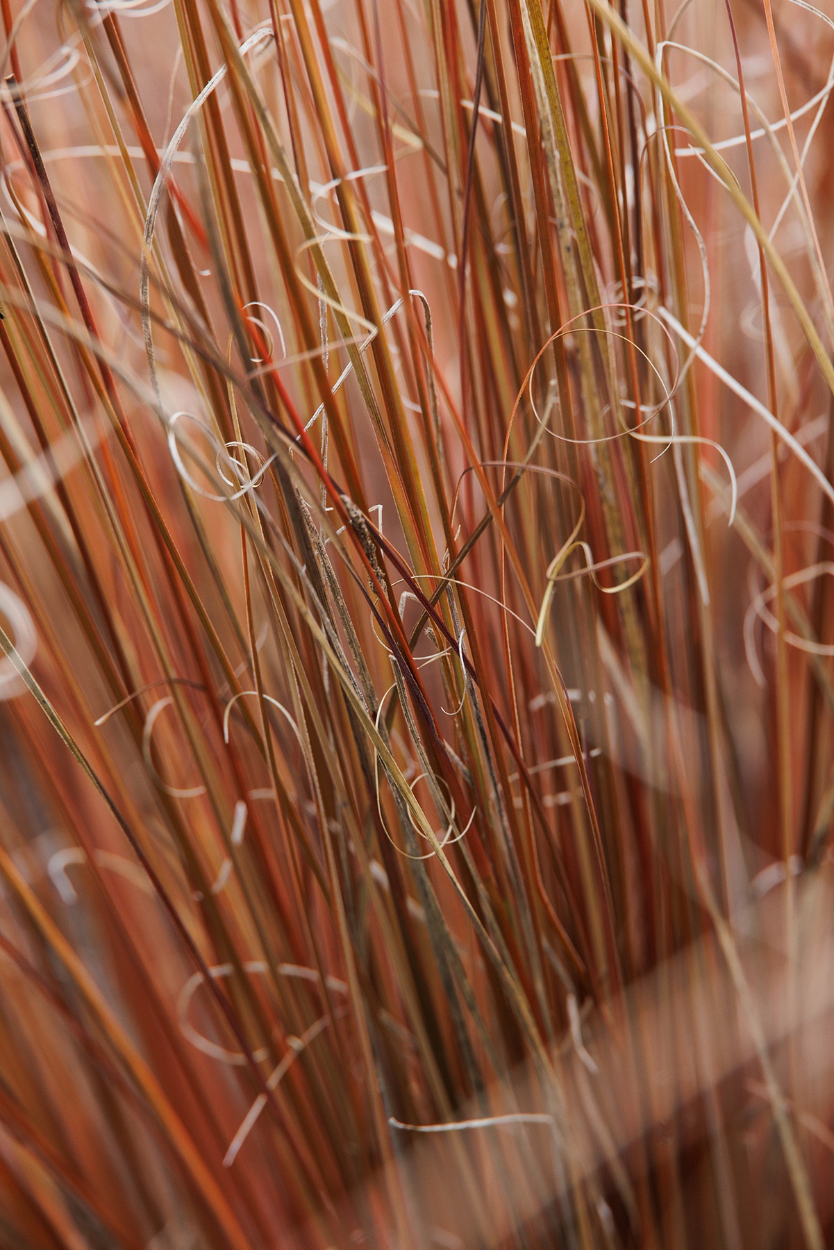 Fox Red Curly Sedge, Carex buchananii, Monrovia Plant