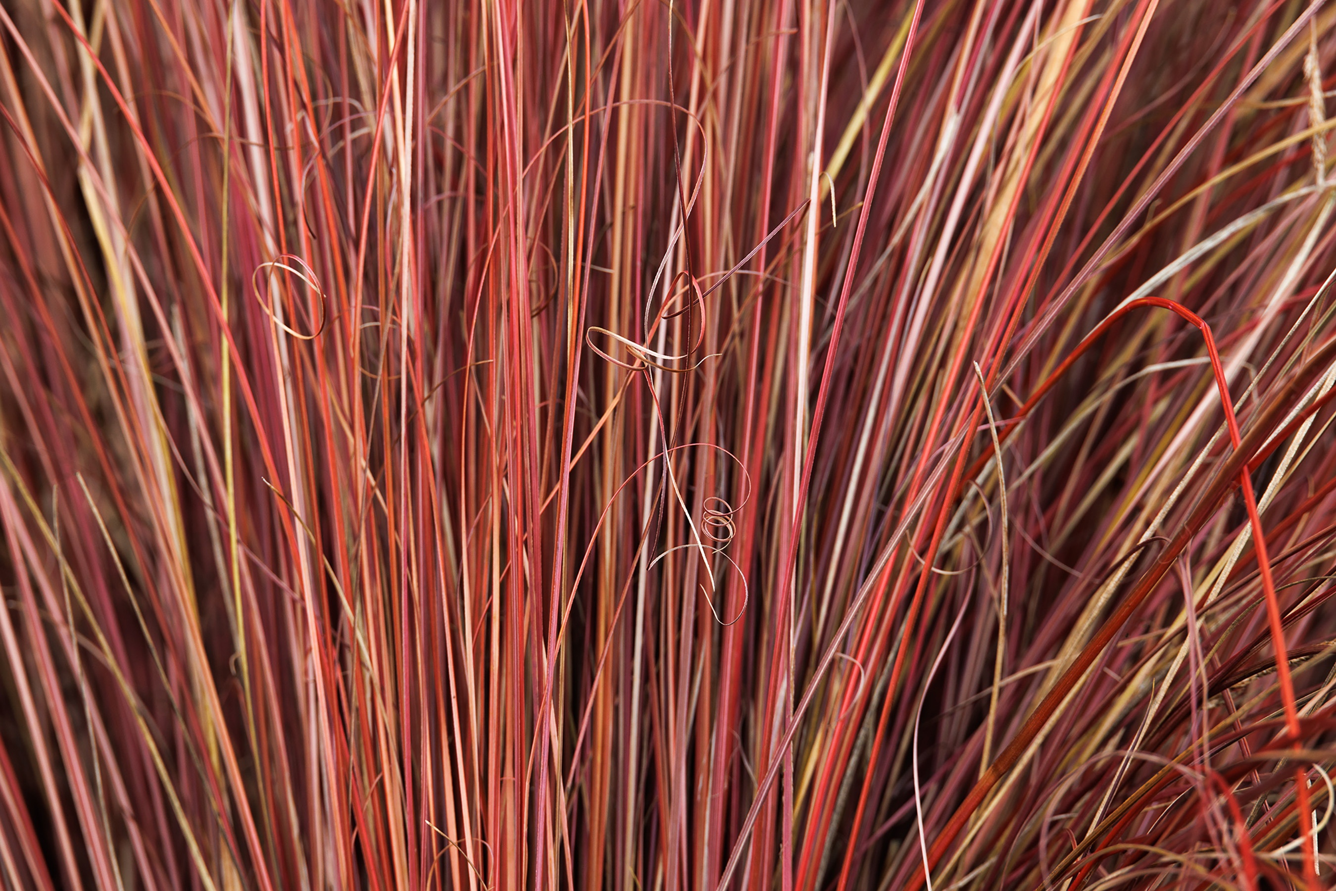 Fox Red Curly Sedge, Carex buchananii, Monrovia Plant