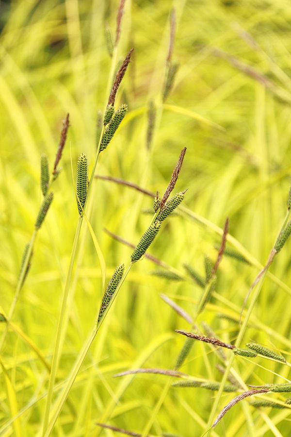 Bowles Golden Sedge, Carex elata 'Aurea', Monrovia Plant
