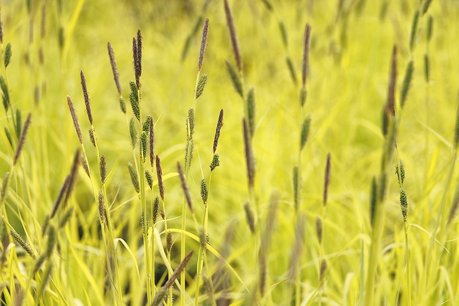Bowles Golden Sedge, Carex elata 'Aurea', Monrovia Plant