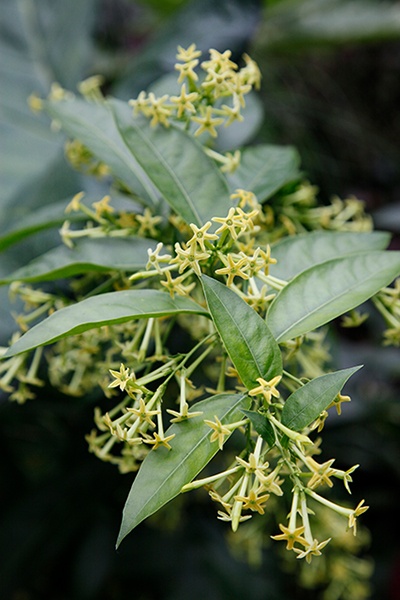 Night Blooming Jessamine, Cestrum nocturnum, Monrovia Plant