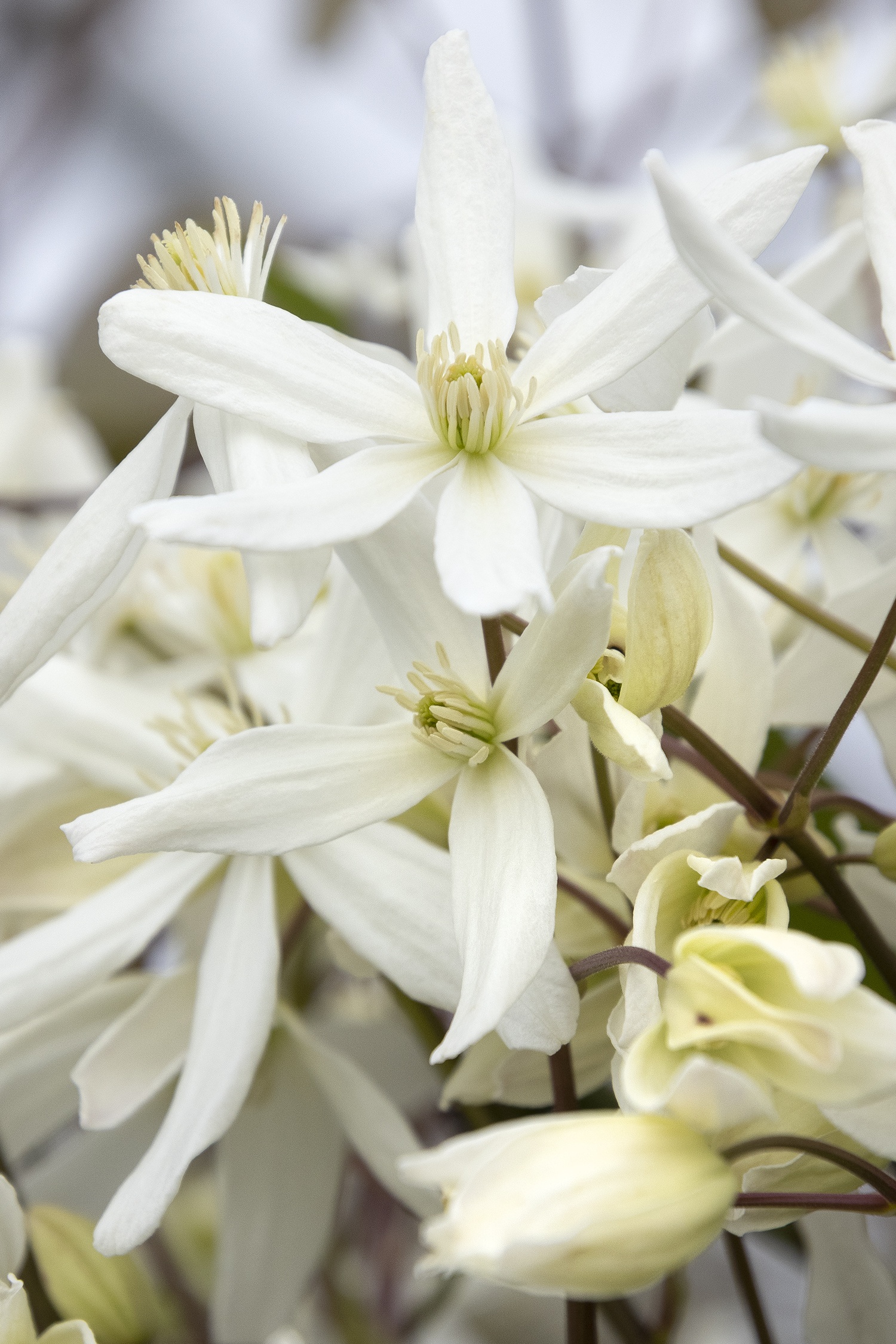 Evergreen Clematis, Clematis armandii, Monrovia Plant