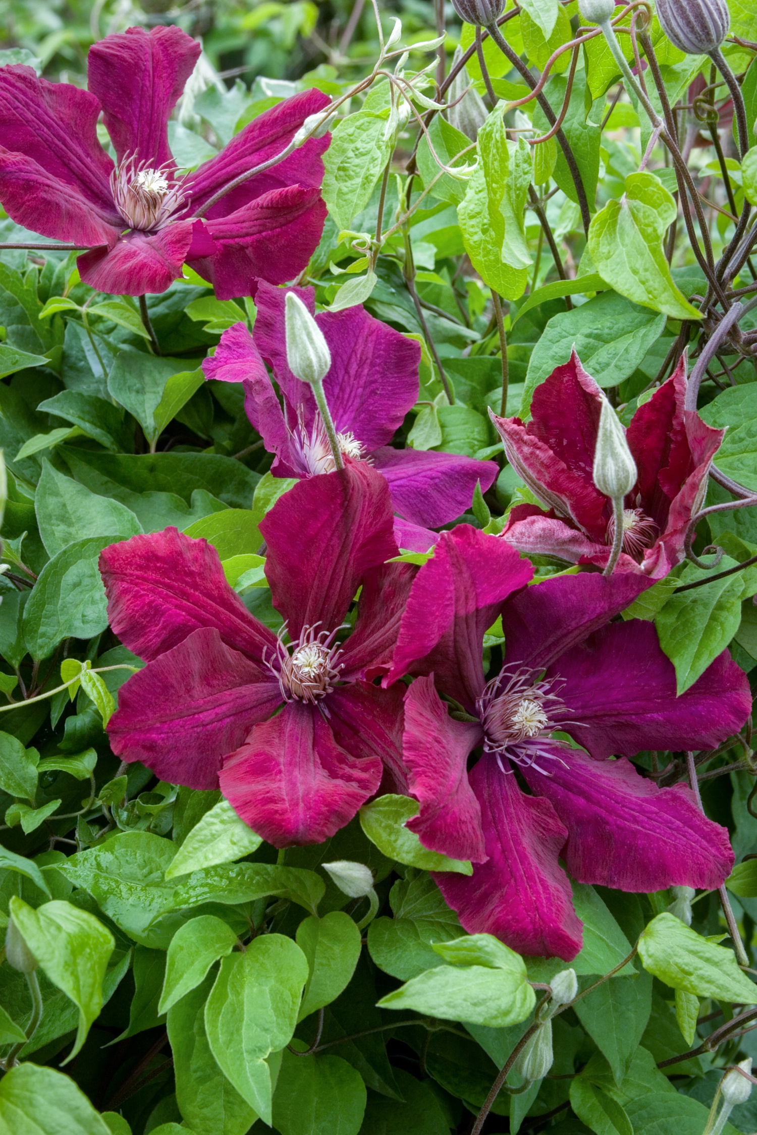 Rouge Cardinal Clematis, Clematis x 'Rouge Cardinal', Monrovia Plant