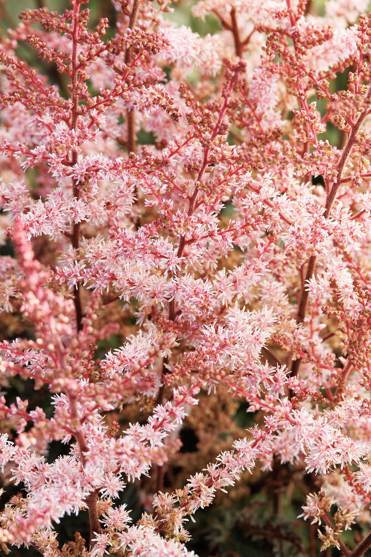 Color Flash® Astilbe, Astilbe x arendsii 'Beauty of Ernst' PP #17,343