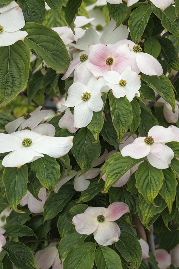 Constellation® Dogwood, Cornus x 'Rutcan', Monrovia Plant