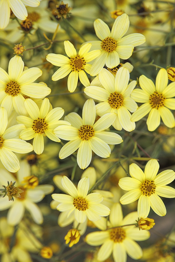 Moonbeam Threadleaf Coreopsis, Coreopsis verticillata 'Moonbeam'