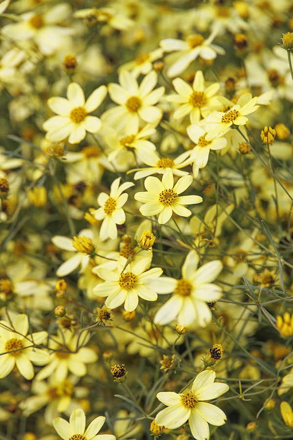 Moonbeam Threadleaf Coreopsis, Coreopsis verticillata 'Moonbeam'