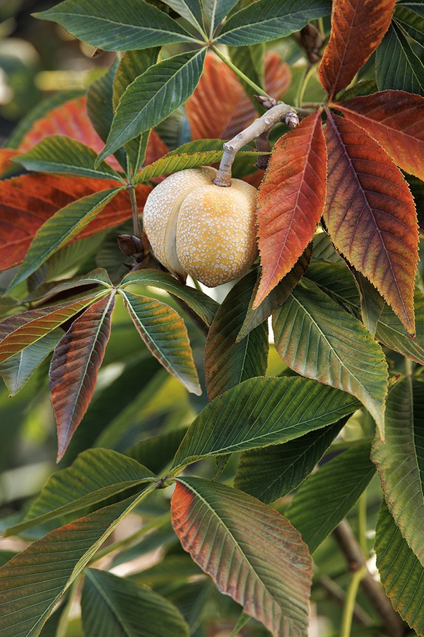 Autumn Splendor Horse Chestnut, Aesculus x arnoldiana 'Autumn Splendor'