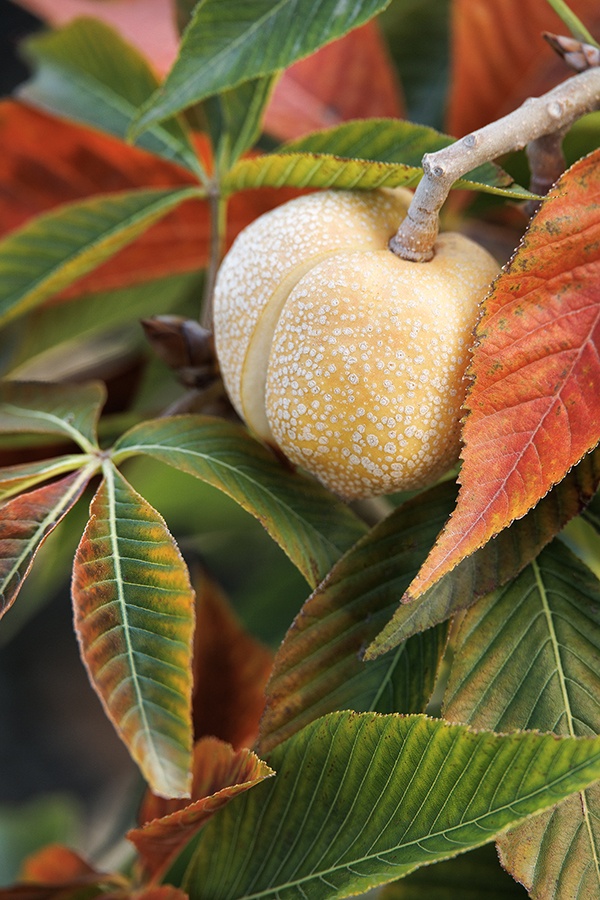 Autumn Splendor Horse Chestnut, Aesculus x arnoldiana 'Autumn Splendor'