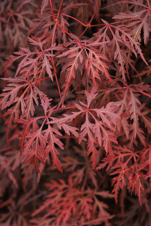 Orangeola Japanese Maple, Acer palmatum 'Orangeola', Monrovia Plant