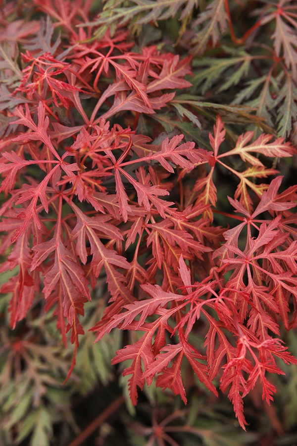 Orangeola Japanese Maple, Acer palmatum 'Orangeola', Monrovia Plant