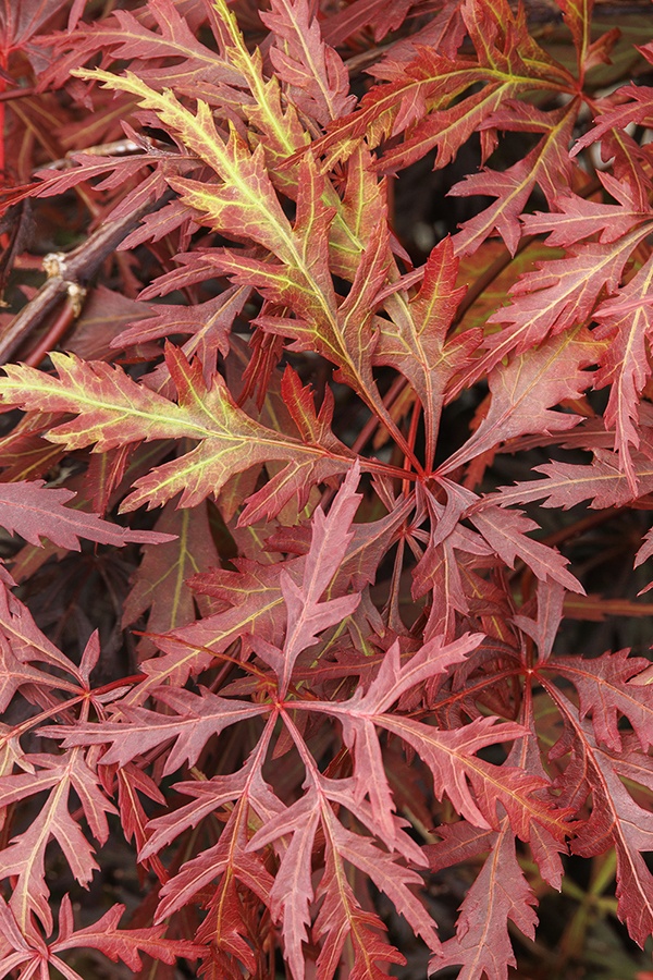 Orangeola Japanese Maple, Acer palmatum 'Orangeola', Monrovia Plant