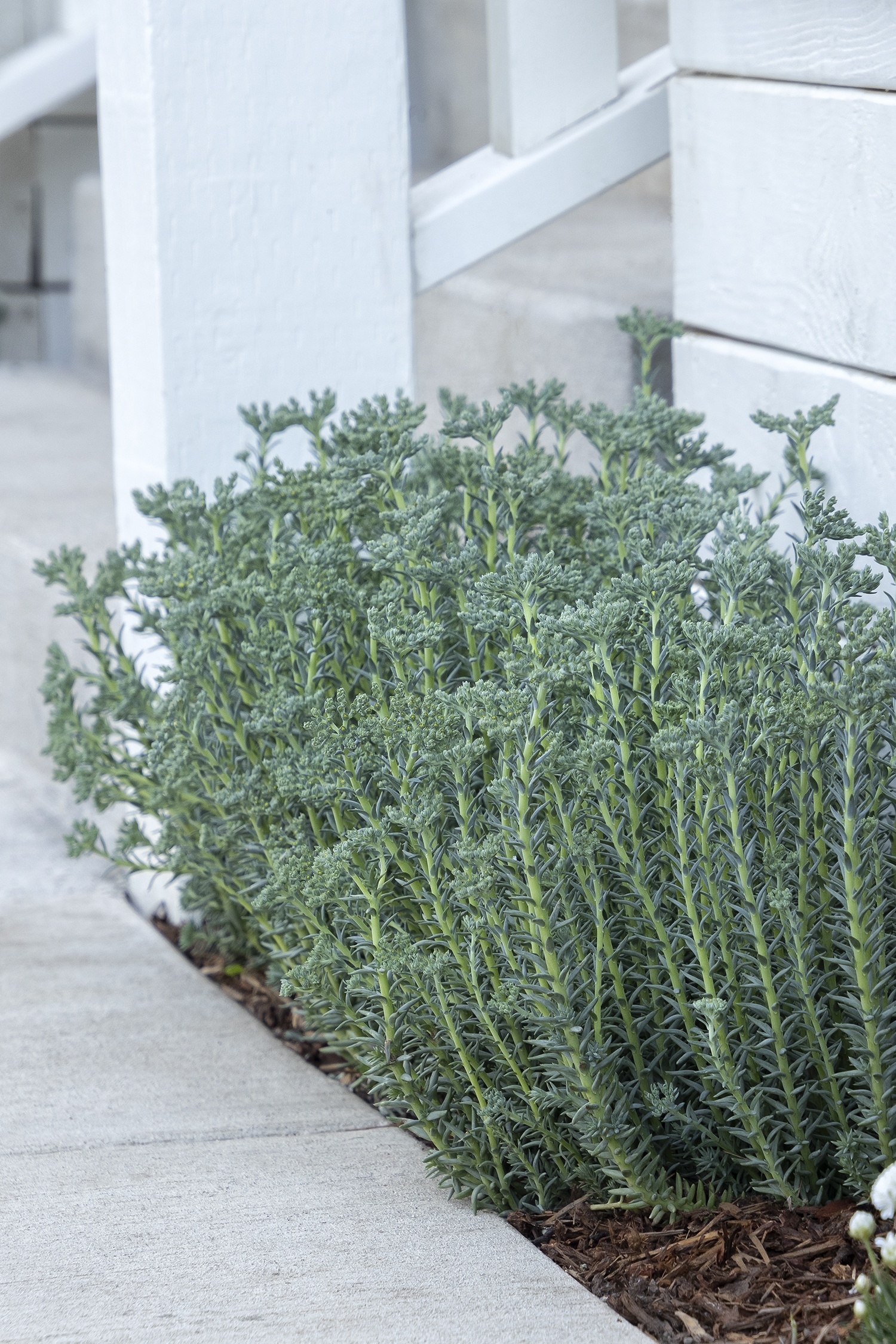 Blue Spruce Stonecrop, Sedum reflexum 'Blue Spruce', Monrovia Plant