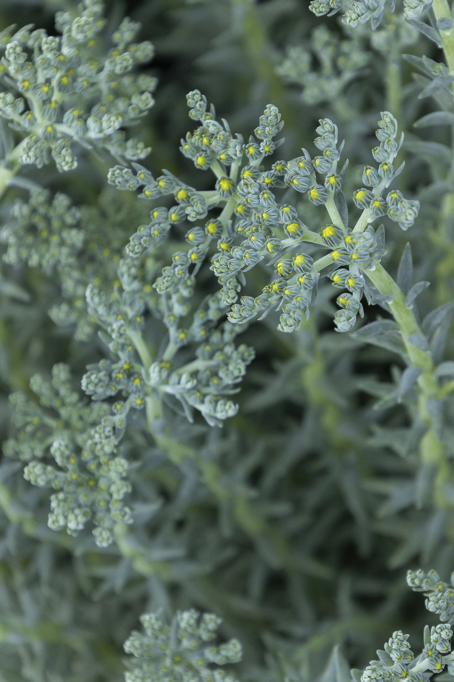 Blue Spruce Stonecrop, Sedum reflexum 'Blue Spruce', Monrovia Plant
