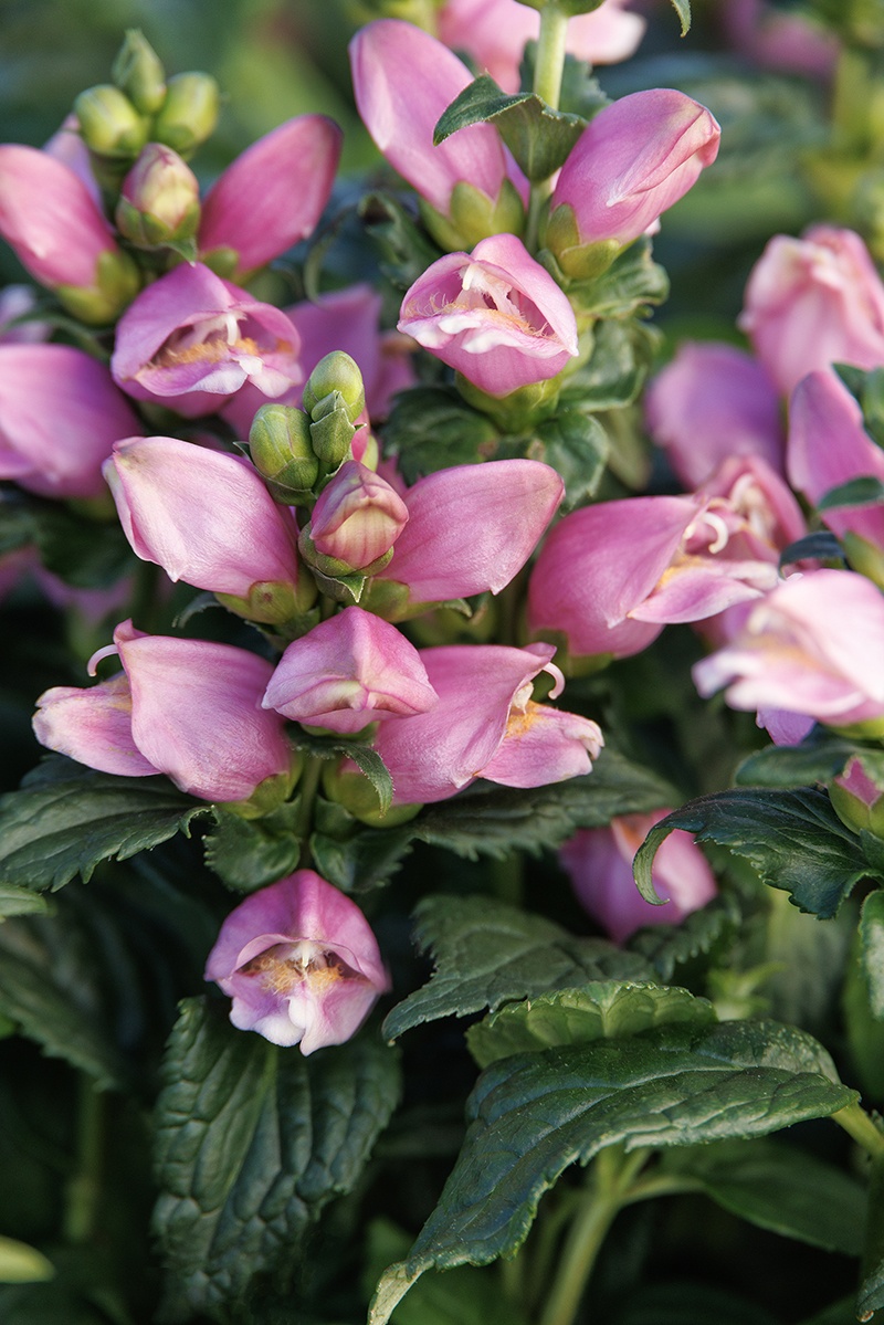 Tiny Tortuga Turtlehead, Chelone hybrid 'Armtipp02' PP #25,350