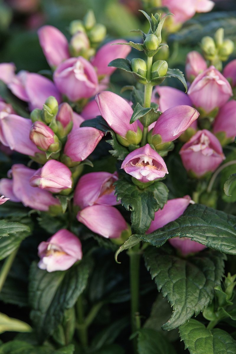 Tiny Tortuga Turtlehead, Chelone hybrid 'Armtipp02' PP #25,350