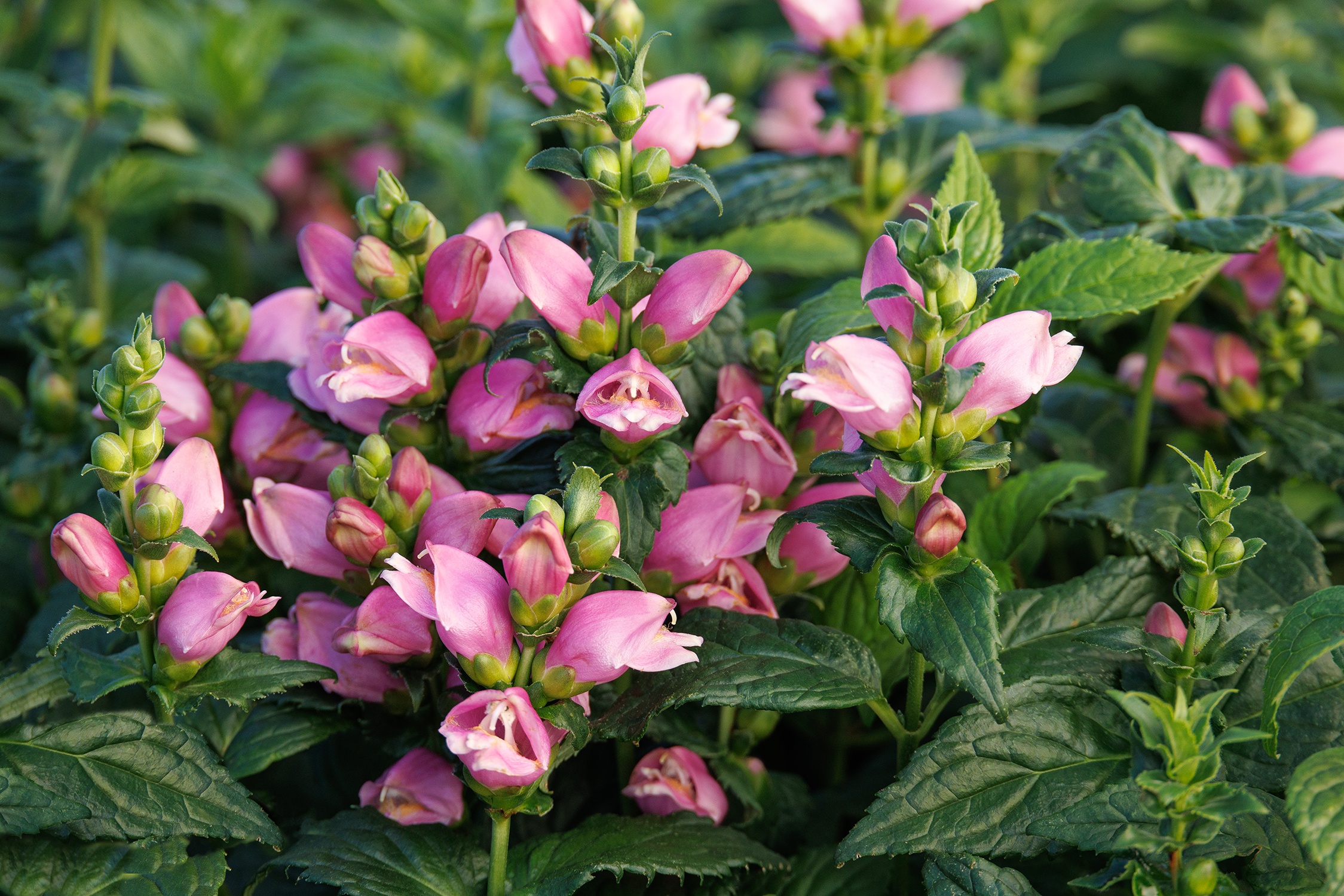 Tiny Tortuga Turtlehead, Chelone hybrid 'Armtipp02' PP #25,350