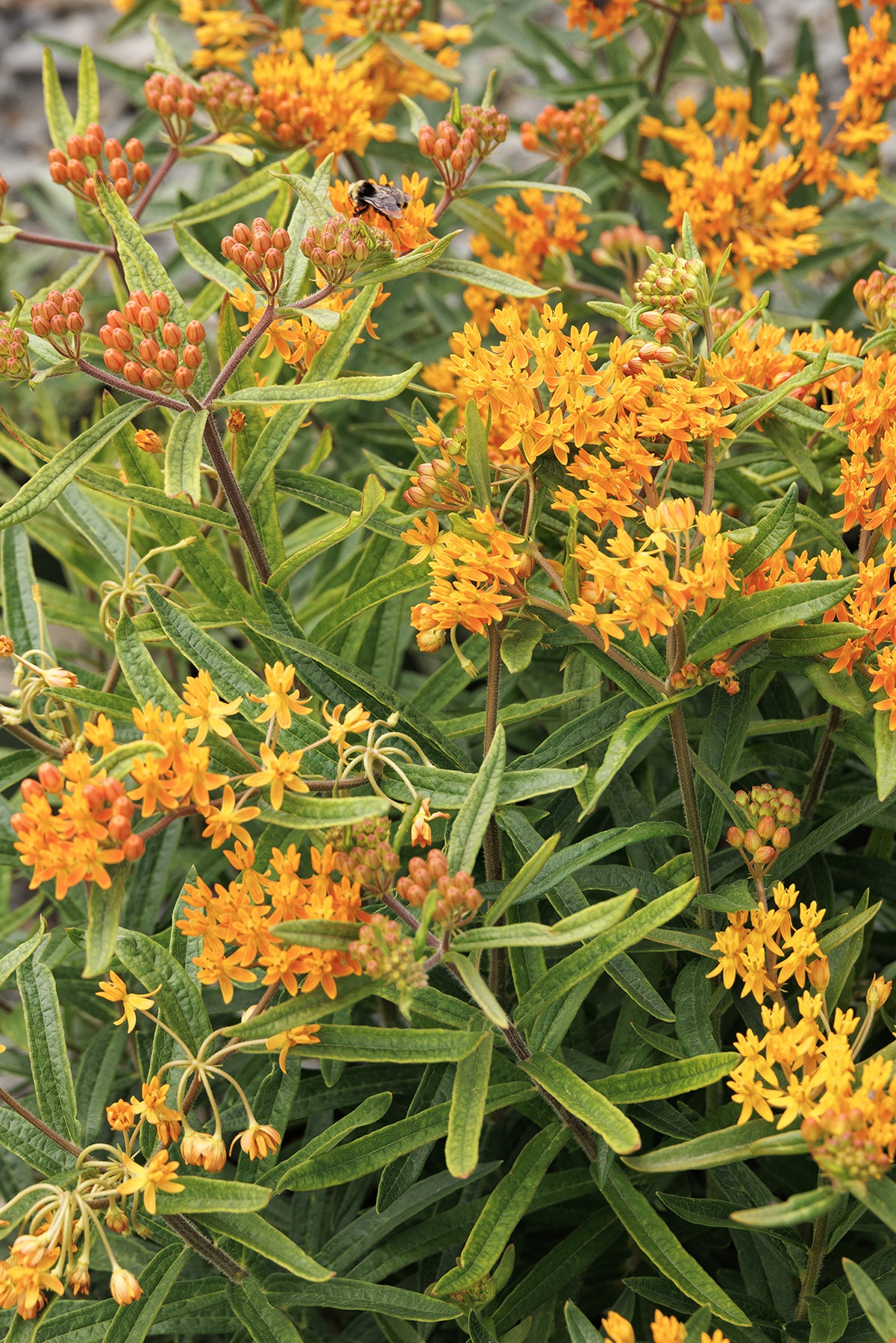 Butterfly Weed, Asclepias tuberosa, Monrovia Plant