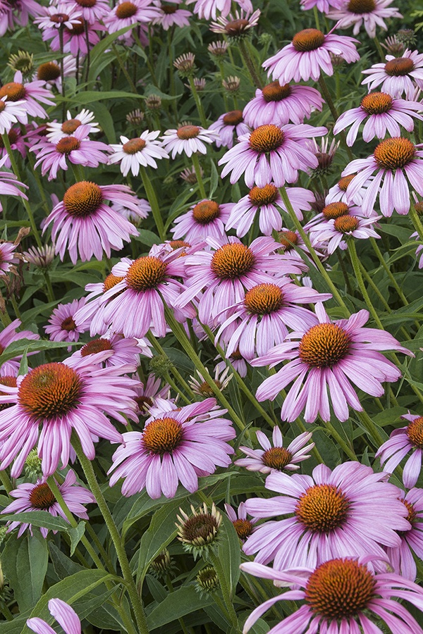 Magnus Purple Coneflower, Echinacea purpurea 'Magnus', Monrovia Plant