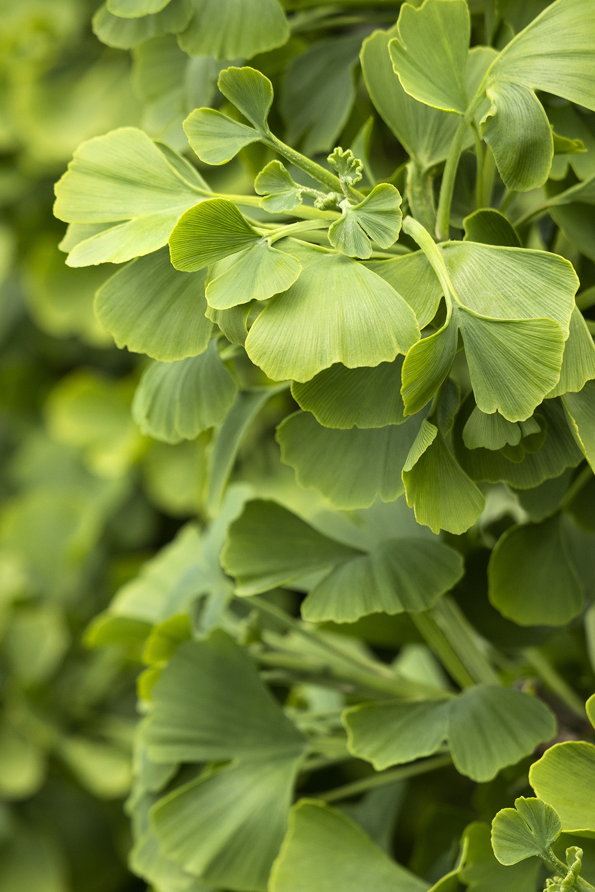 Jade Butterfly Ginkgo, Ginkgo biloba 'Jade Butterfly', Monrovia Plant