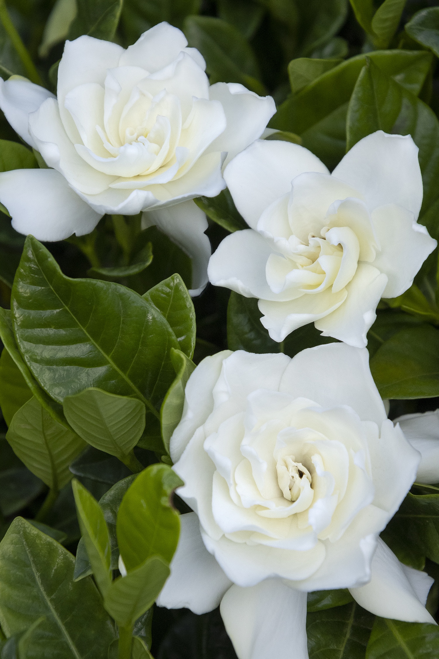 Everblooming Gardenia, Gardenia jasminoides 'Veitchii', Monrovia Plant