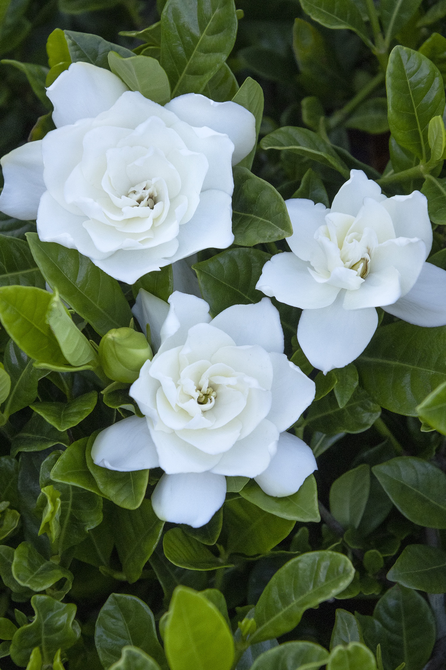 Everblooming Gardenia, Gardenia jasminoides 'Veitchii', Monrovia Plant