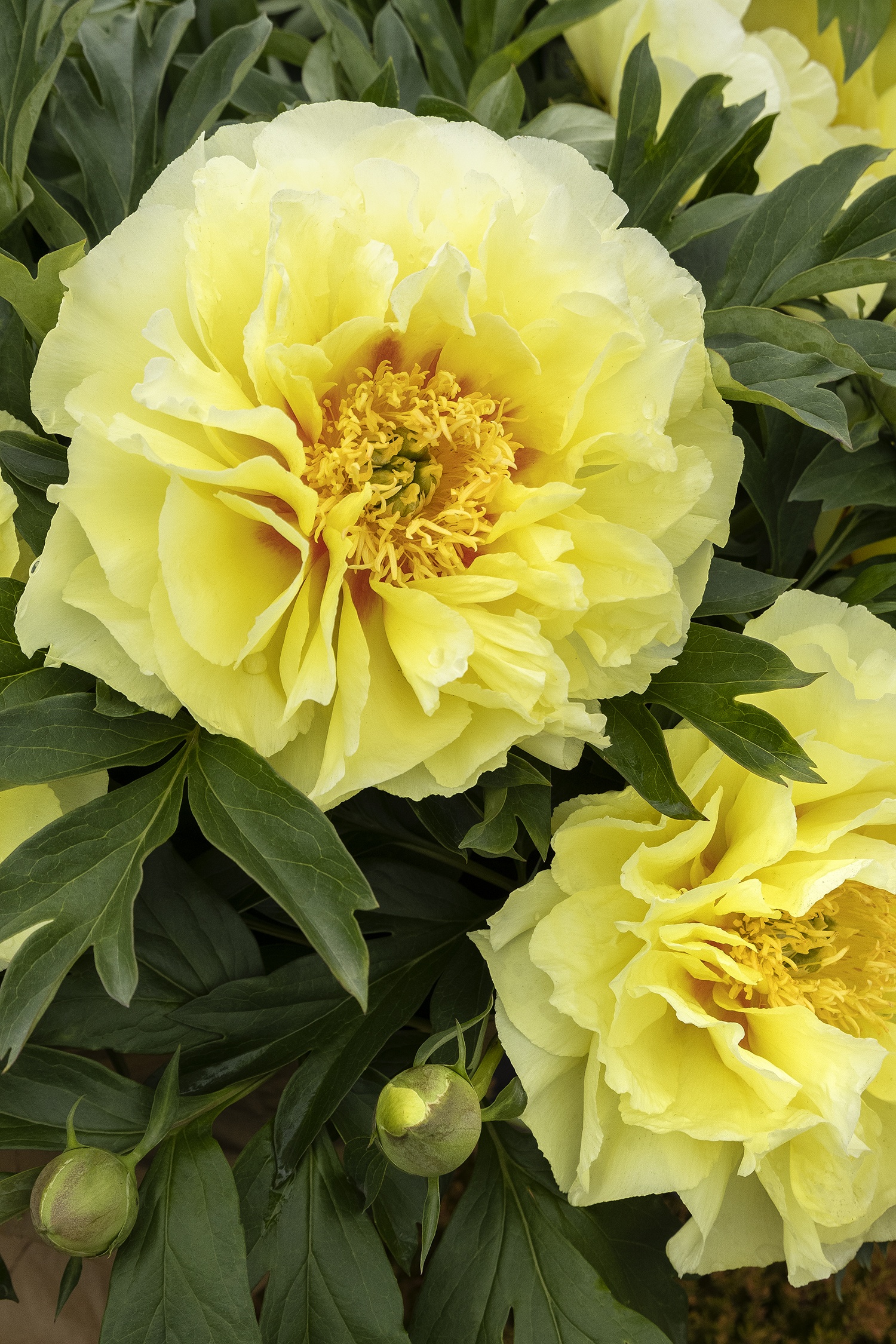 Bartzella Itoh Peony, Paeonia (Intersectional hybrid) x 'Bartzella'