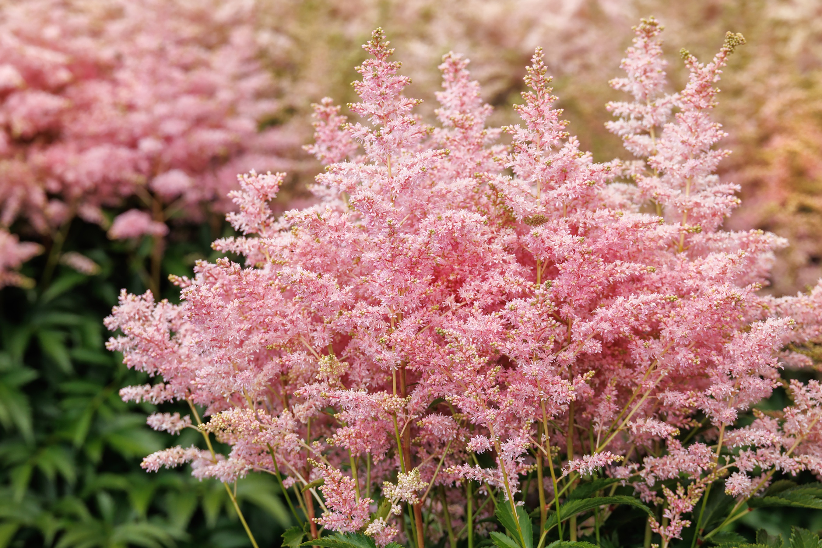 Younique™ Silvery Pink Astilbe, Astilbe x 'Verssilvery Pink' PP #20,656