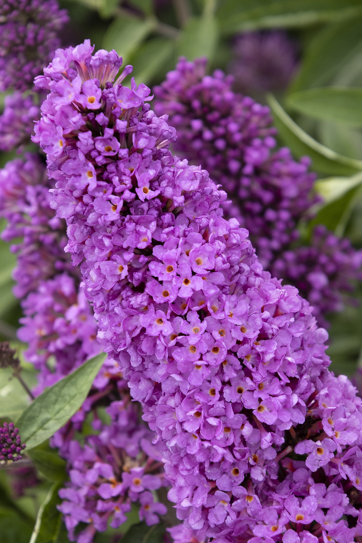 Flutterby Petite® Tutti Fruitti Pink Butterfly Bush, Monrovia Plant