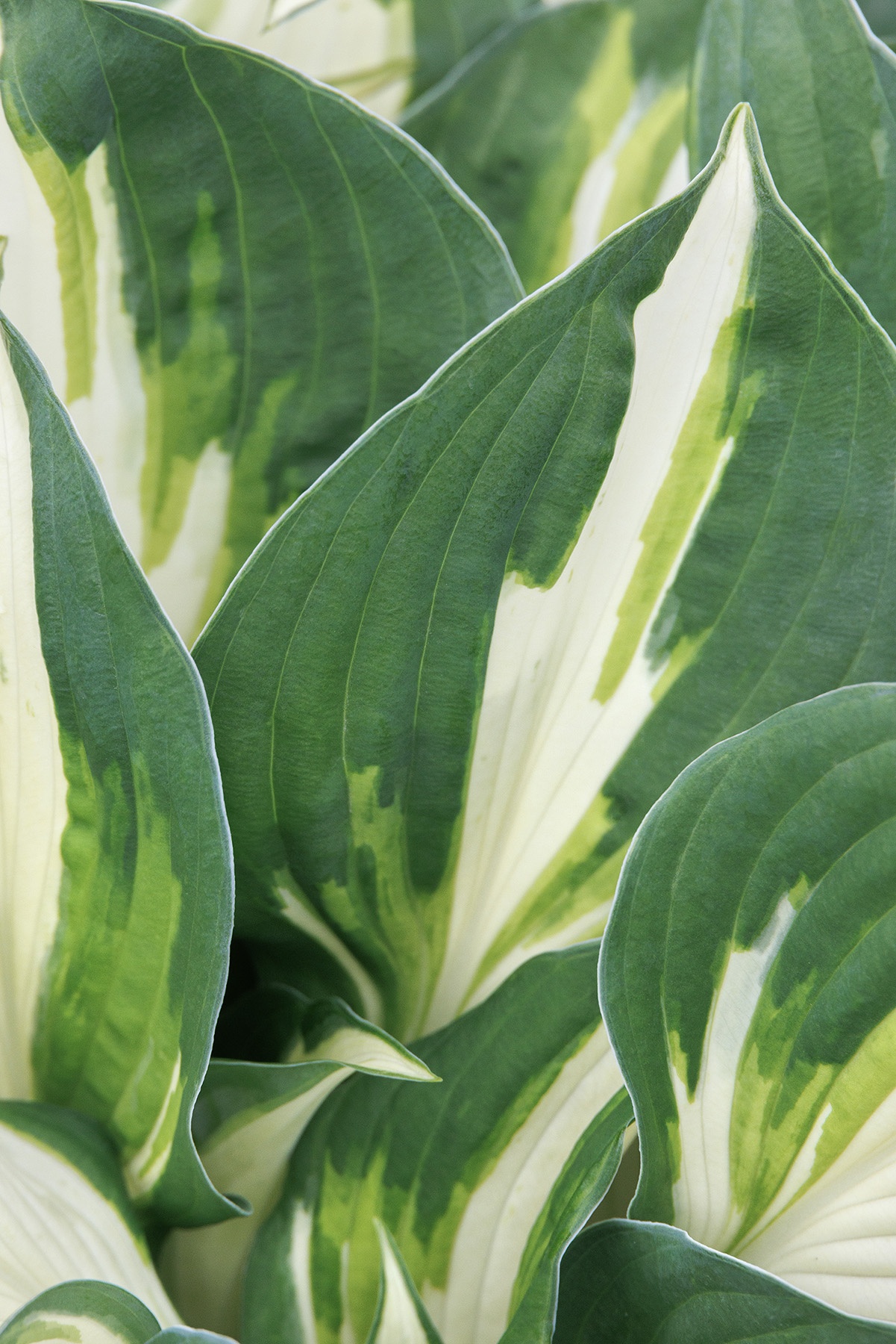 Vulcan Hosta, Hosta x 'Vulcan', Monrovia Plant