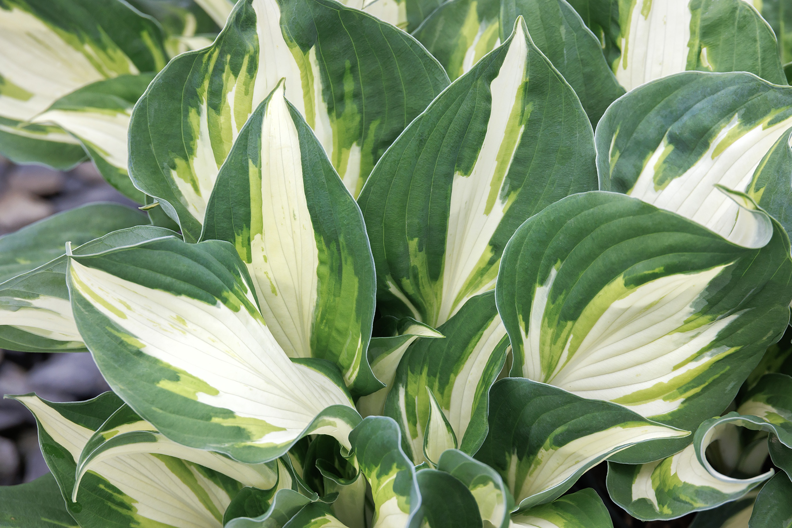 Vulcan Hosta, Hosta x 'Vulcan', Monrovia Plant