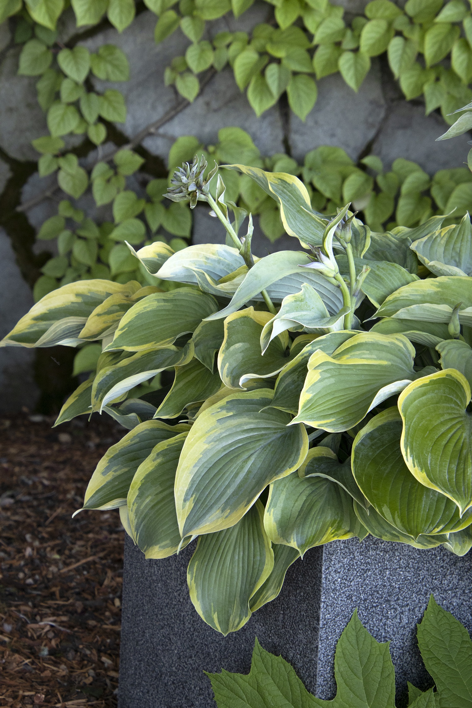 Earth Angel Hosta, Hosta x 'Earth Angel', Monrovia Plant