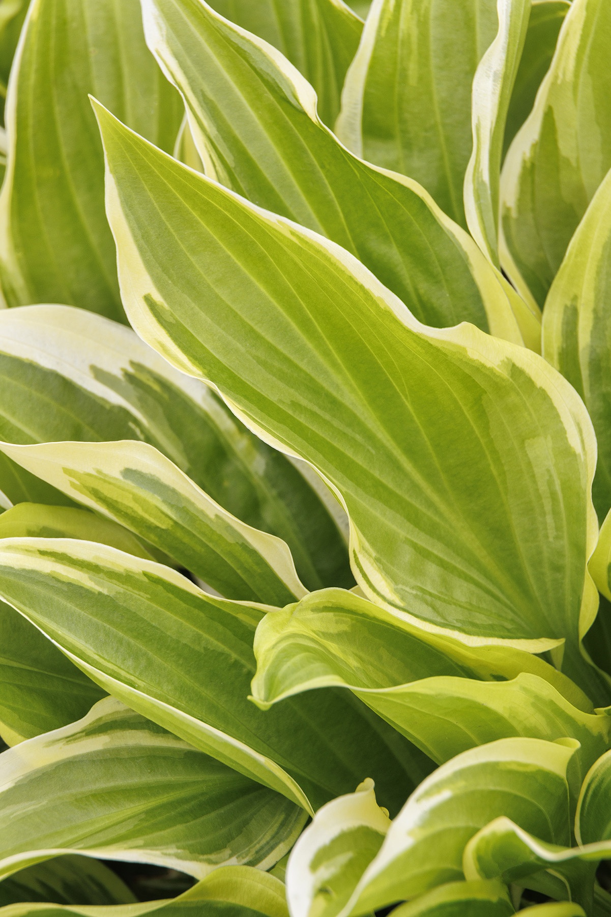 So Sweet Hosta, Hosta x 'So Sweet', Monrovia Plant