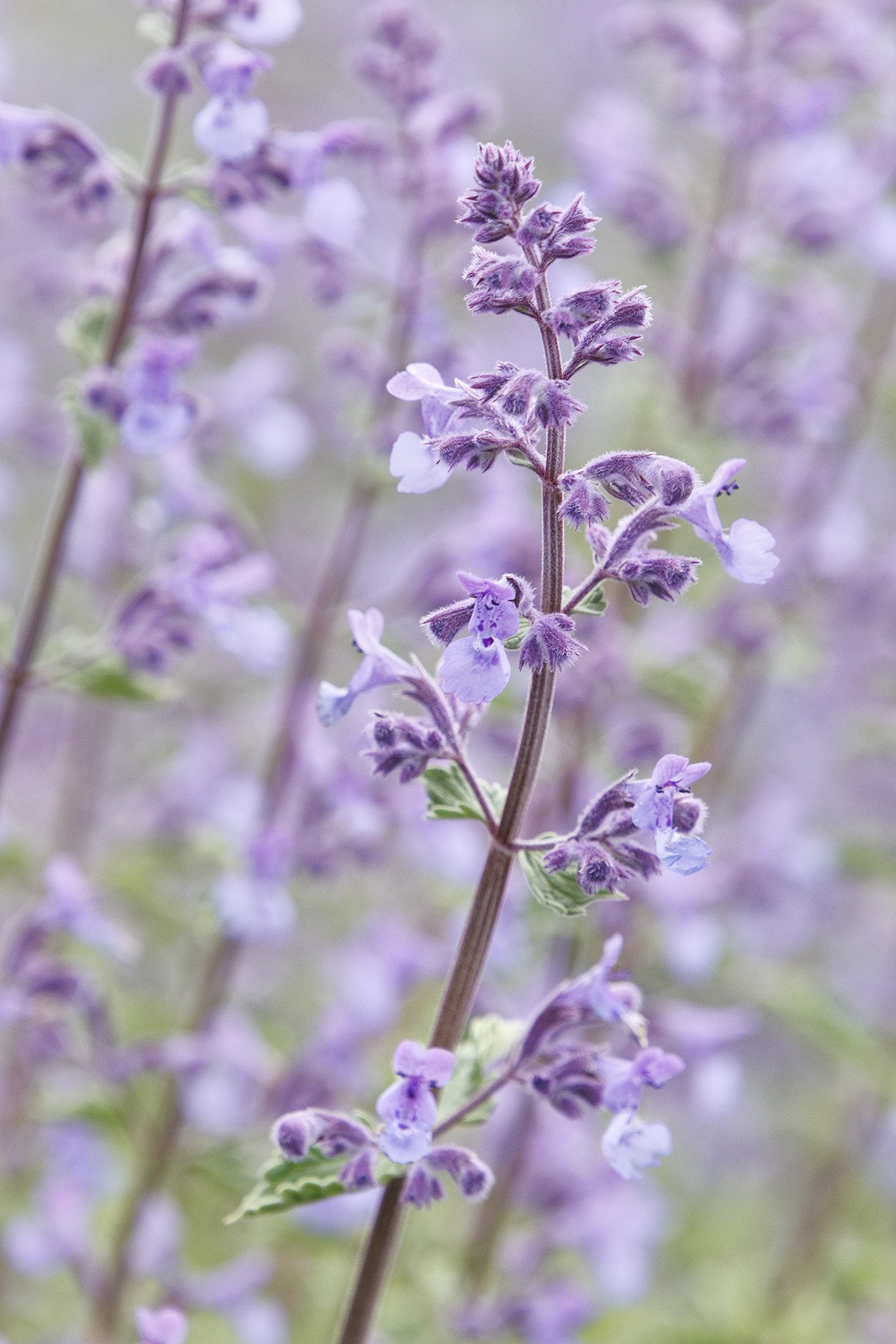 Junior Walker™ Catmint, Nepeta x faassenii 'Novanepjun' PP #23,074