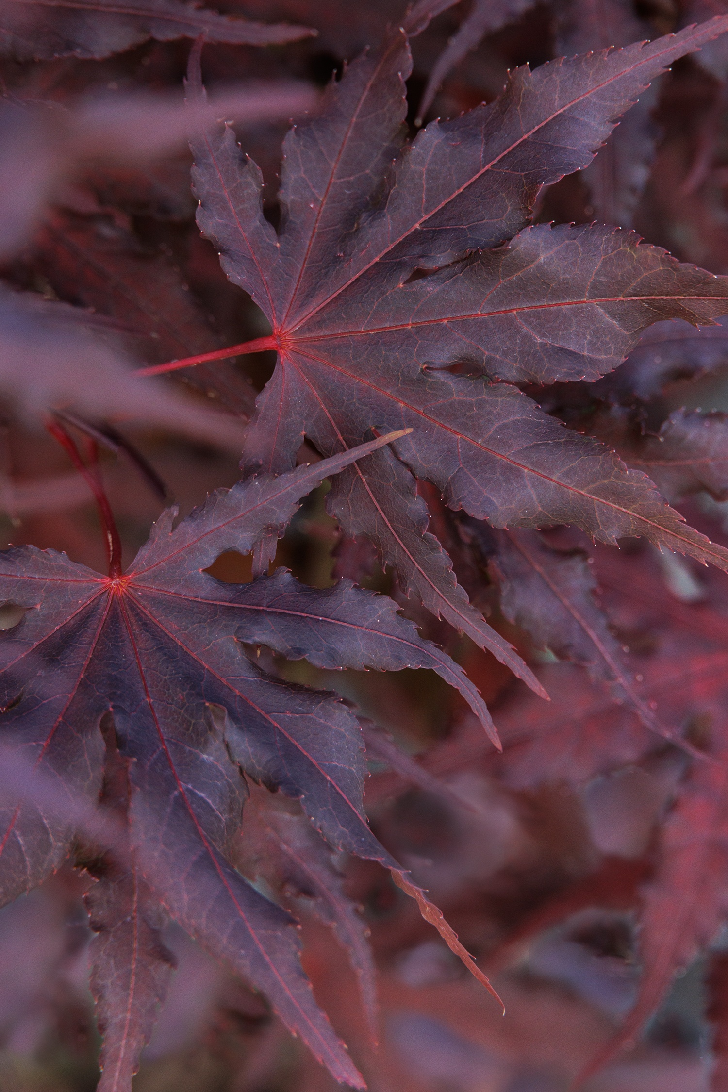Purple Ghost Japanese Maple, Acer palmatum 'Purple Ghost', Monrovia Plant