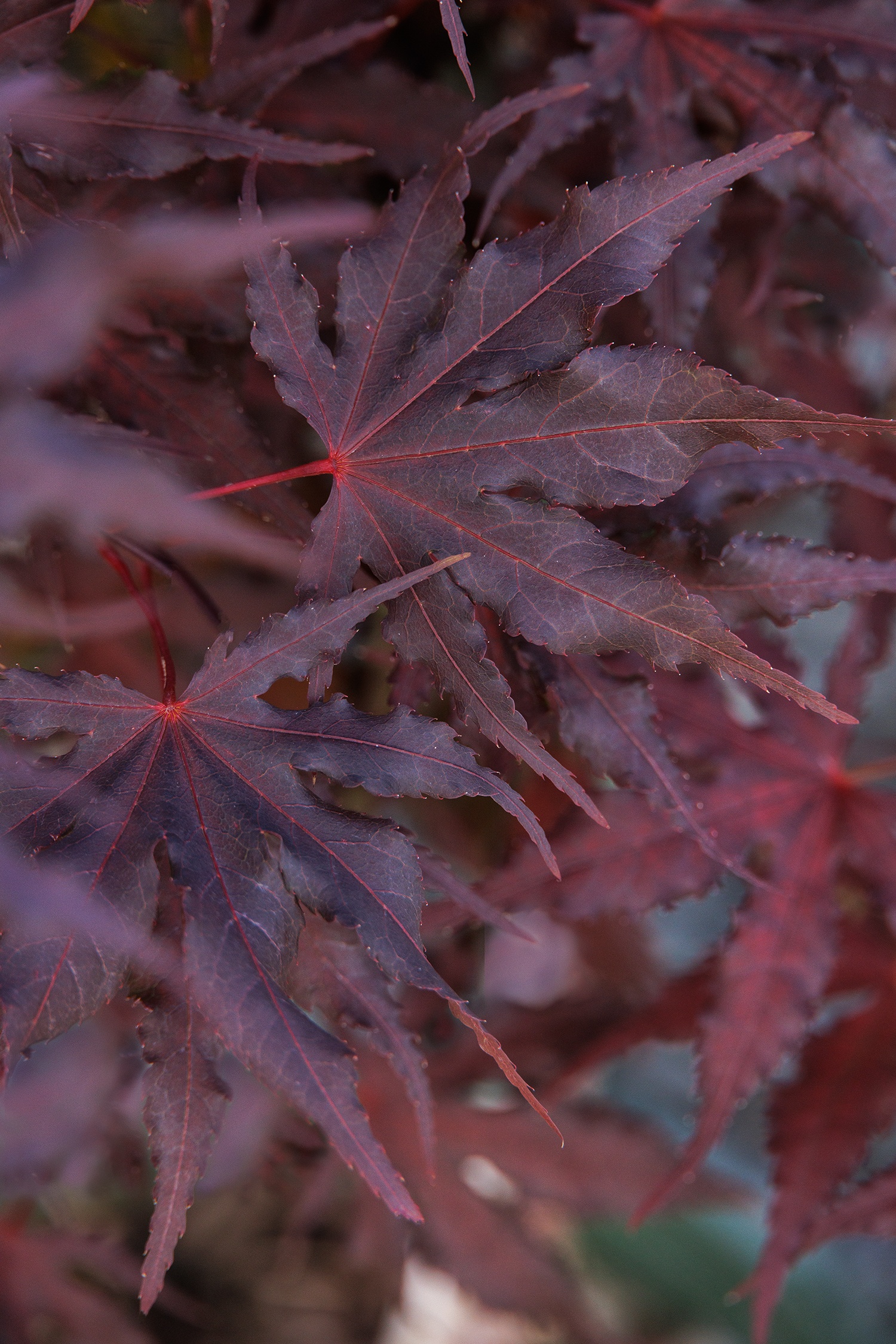 Purple Ghost Japanese Maple, Acer palmatum 'Purple Ghost', Monrovia Plant