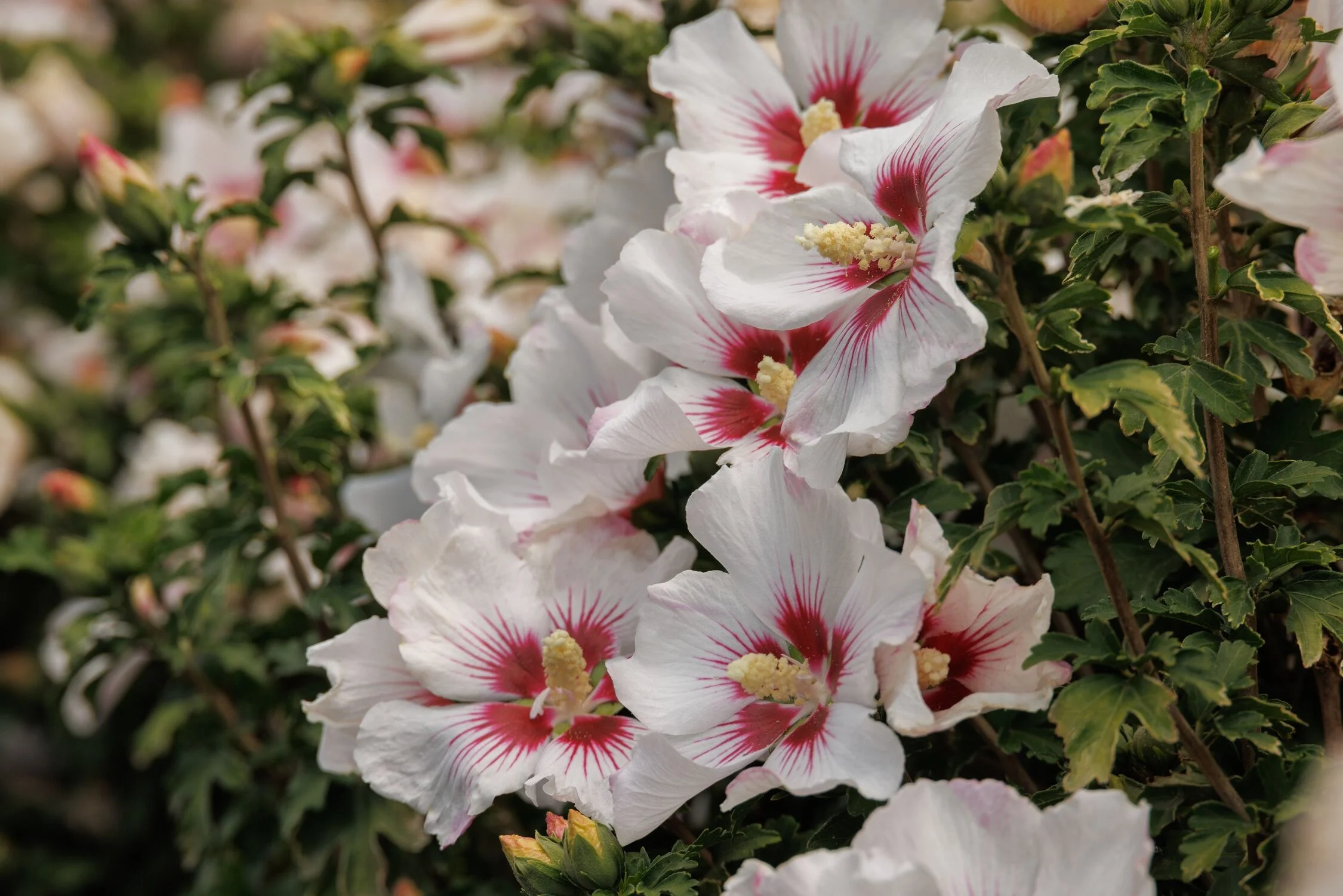 Chateau® de Chantilly Rose of Sharon, Monrovia Plant