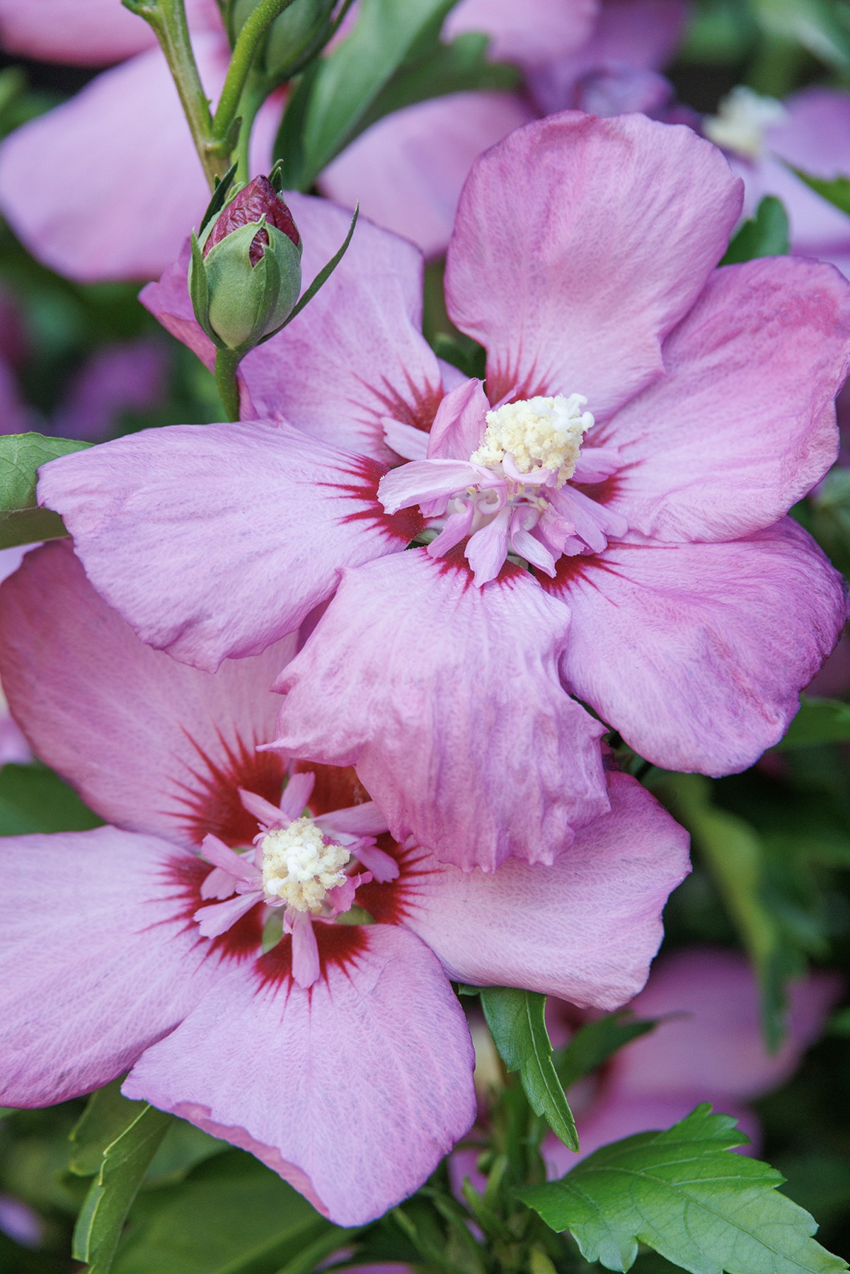 Chateau® d'Amboise Rose of Sharon, Monrovia Plant
