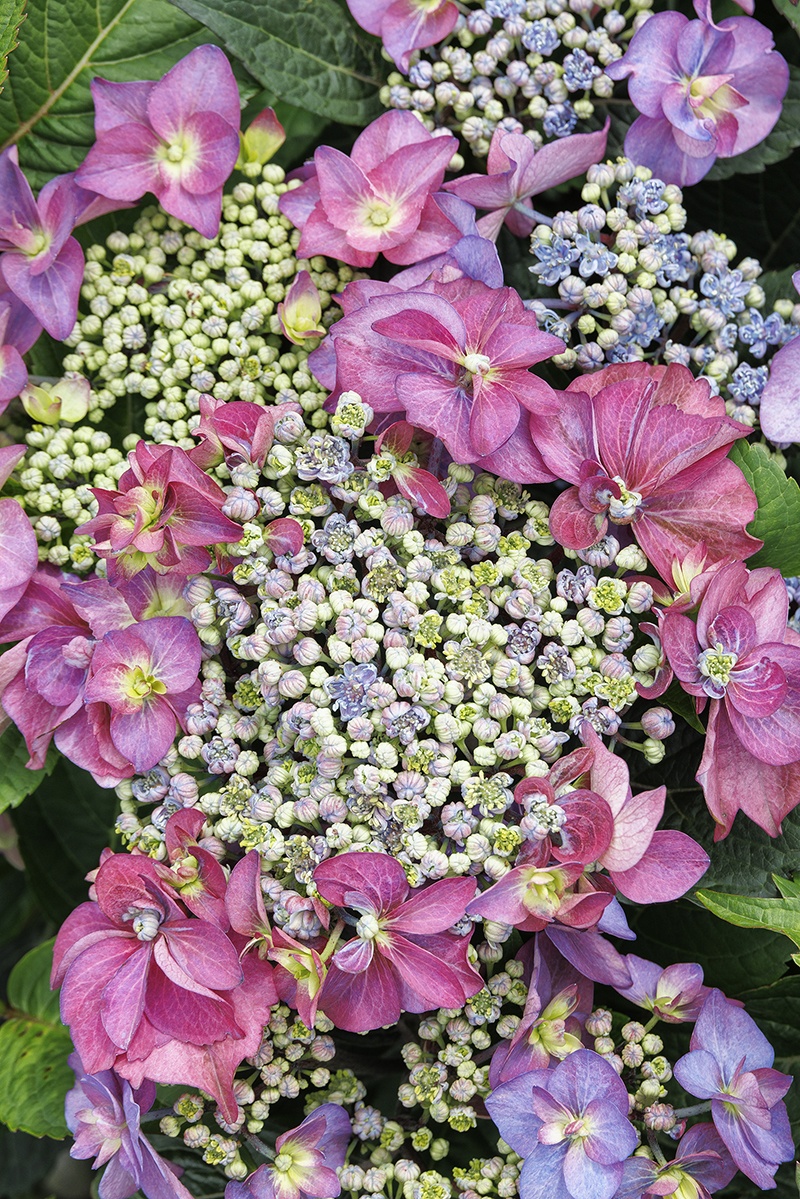 Seaside Serenade® Cape May Hydrangea, Monrovia Plant